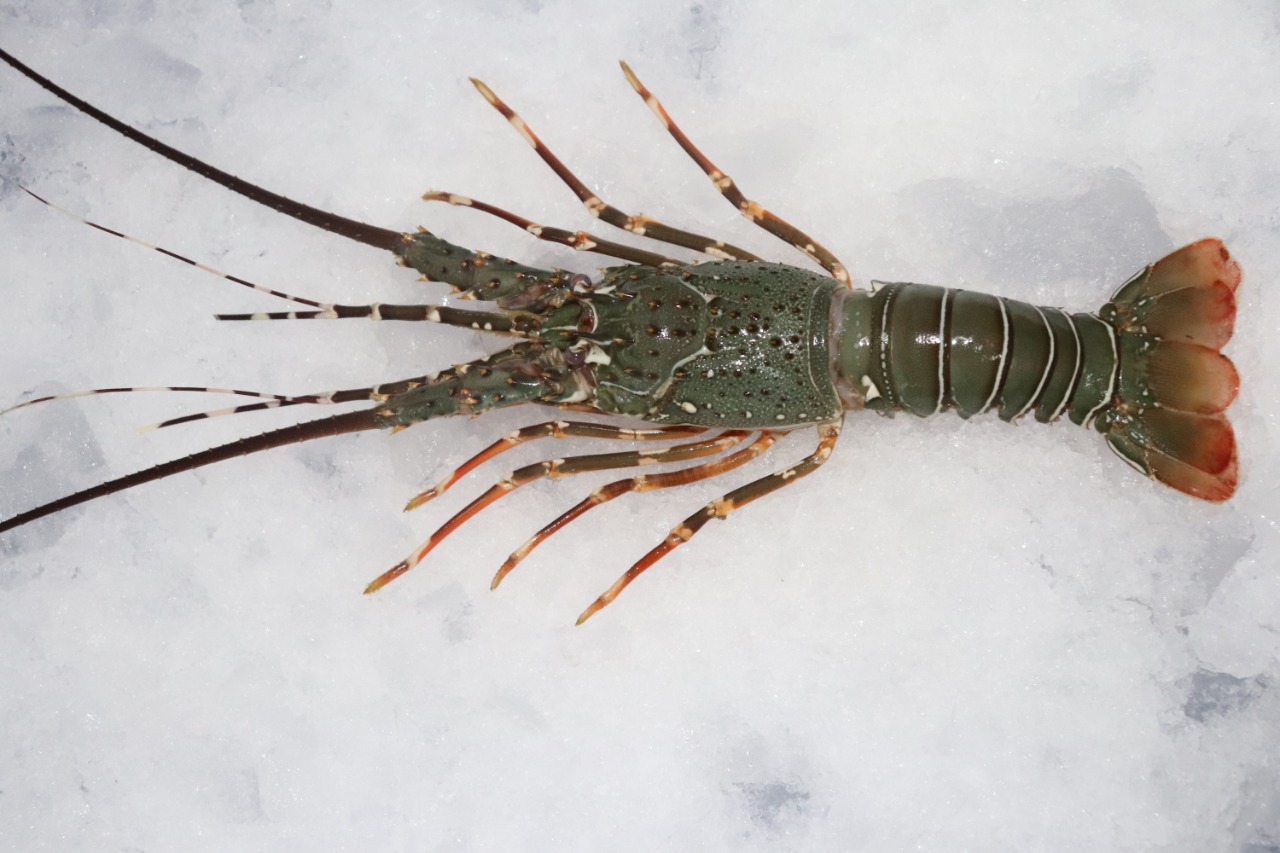 Welcome to SeaFoods